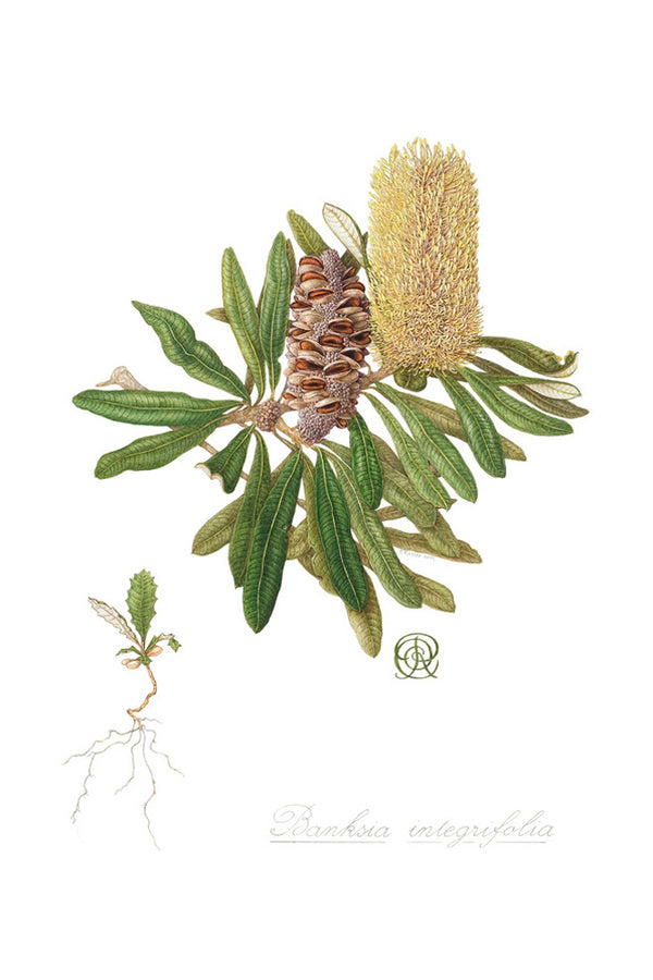 Giclee Prints - Celia Rosser Gallery