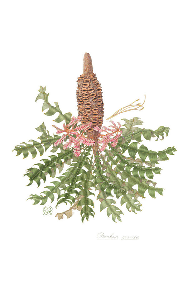 Giclee Prints - Celia Rosser Gallery